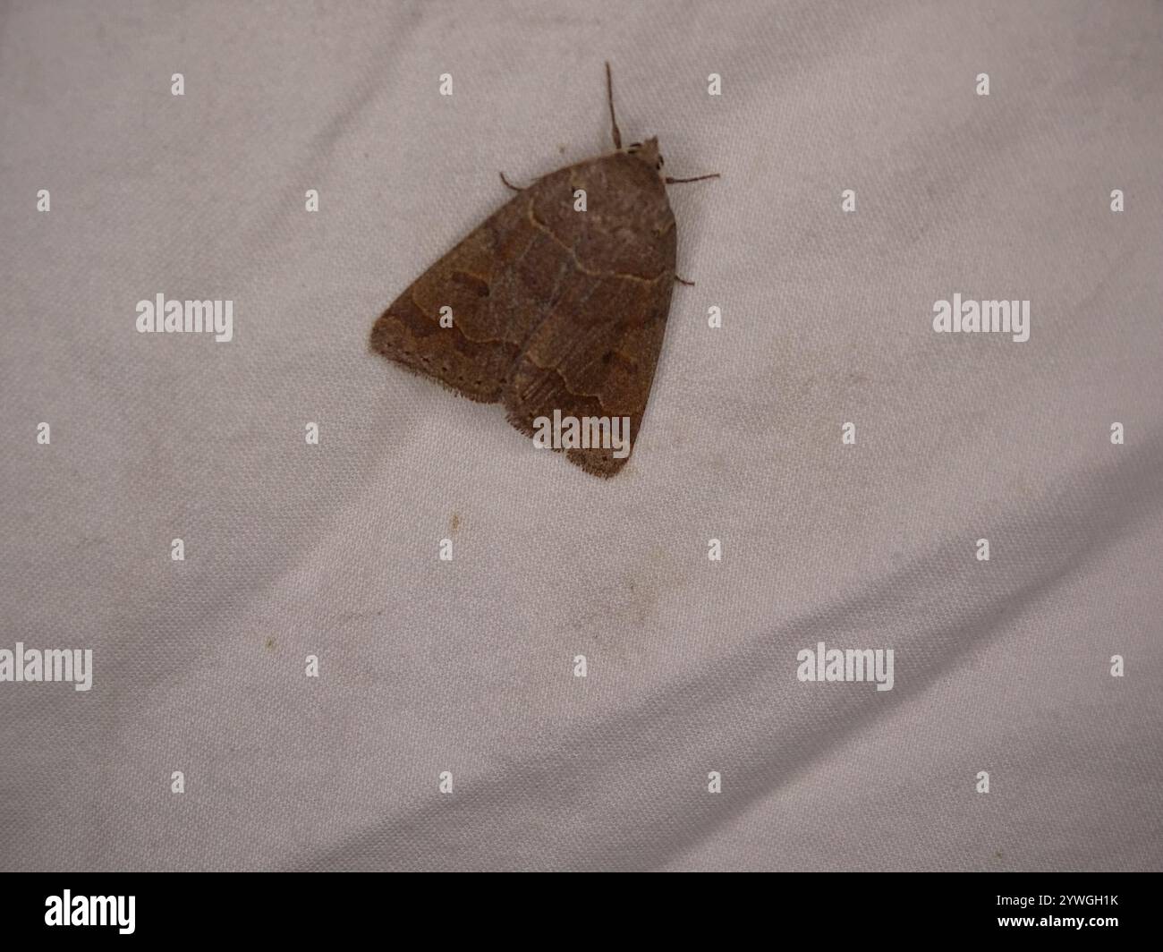 Common Oak Moth (Phoberia atomaris Stock Photo - Alamy
