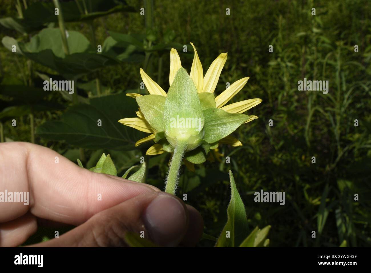 cup plant (Silphium perfoliatum Stock Photo - Alamy