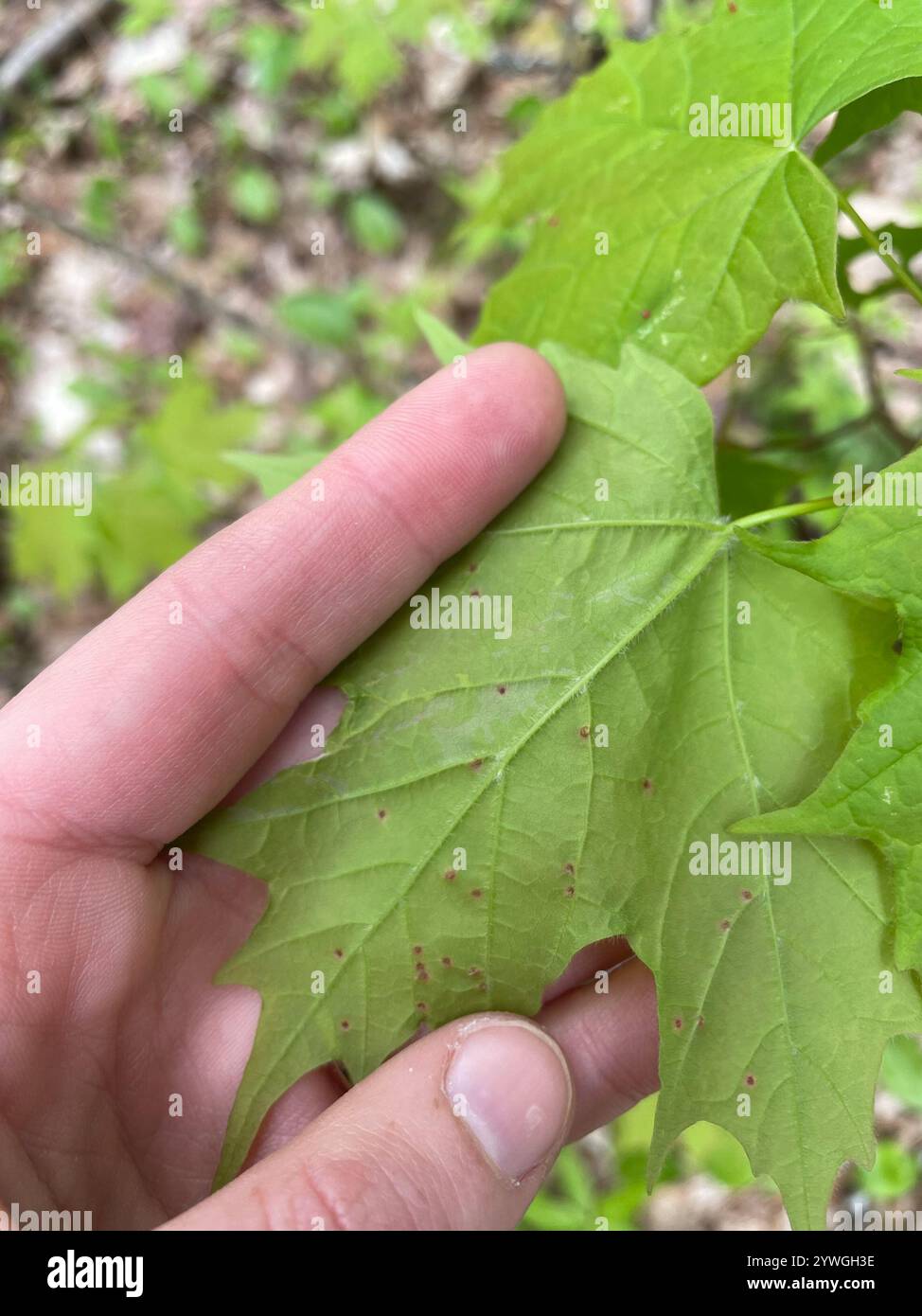 Maple Spindle Gall Mite (Vasates aceriscrumena Stock Photo - Alamy
