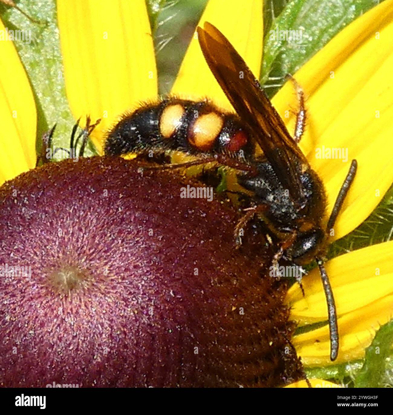 Noble scoliid wasp hi-res stock photography and images - Alamy