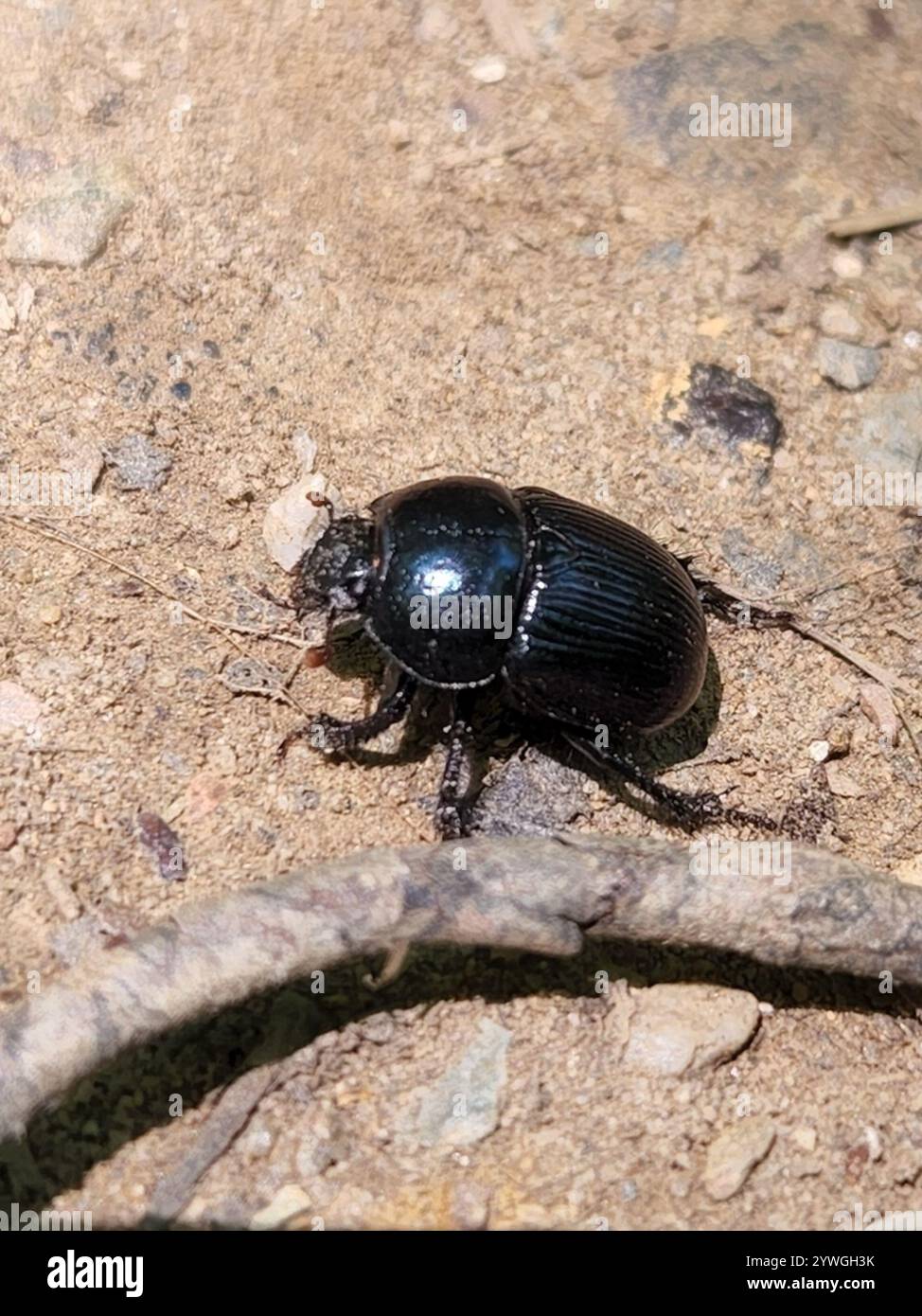 Baly's Earth-boring Beetle (Geotrupes balyi Stock Photo - Alamy