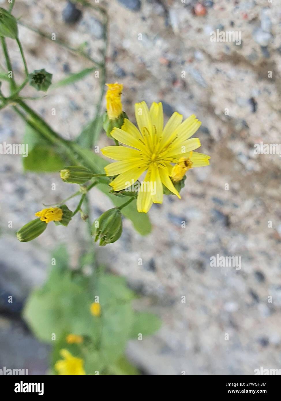 nipplewort (Lapsana communis Stock Photo - Alamy