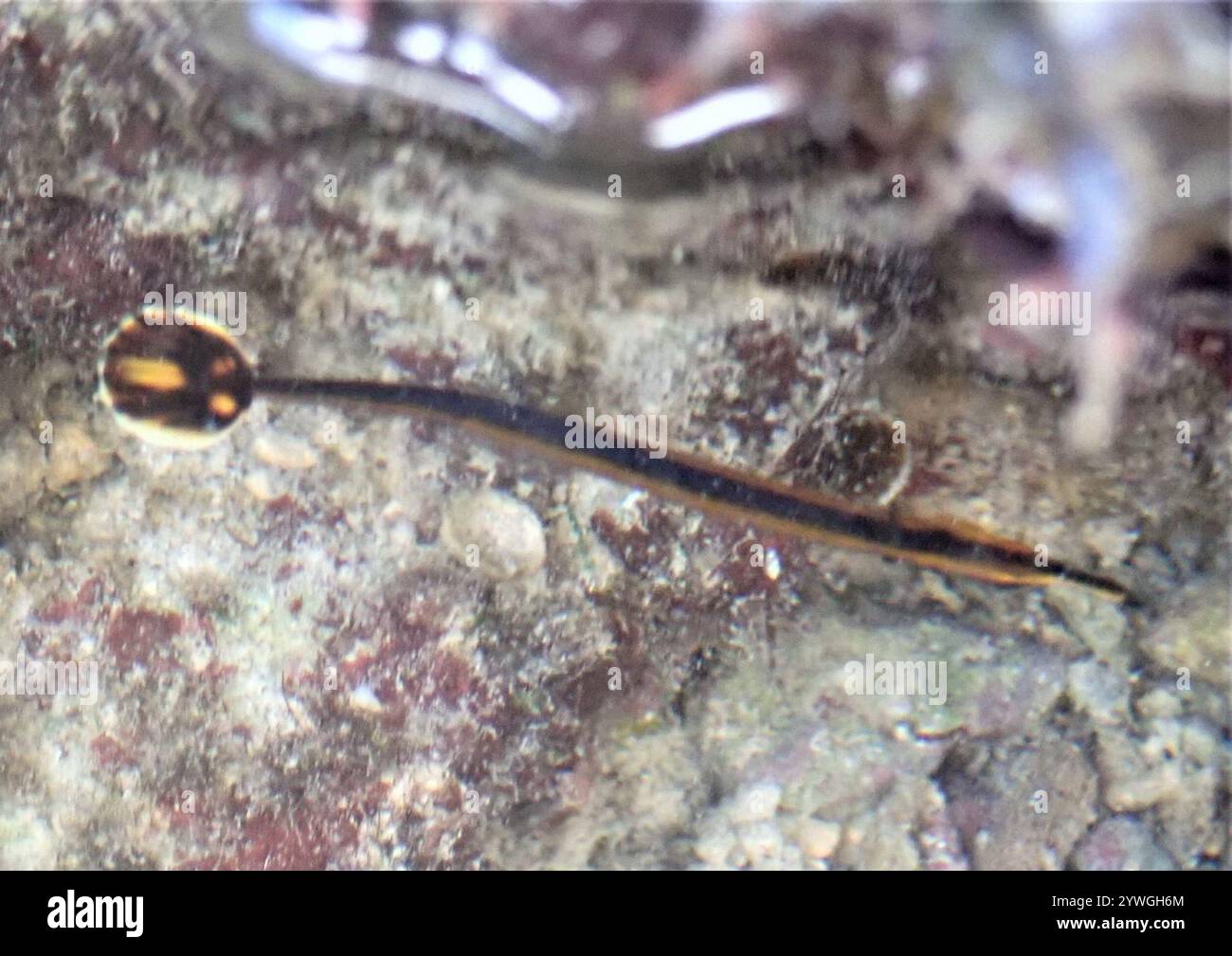 Bluestripe Pipefish (Doryrhamphus excisus Stock Photo - Alamy