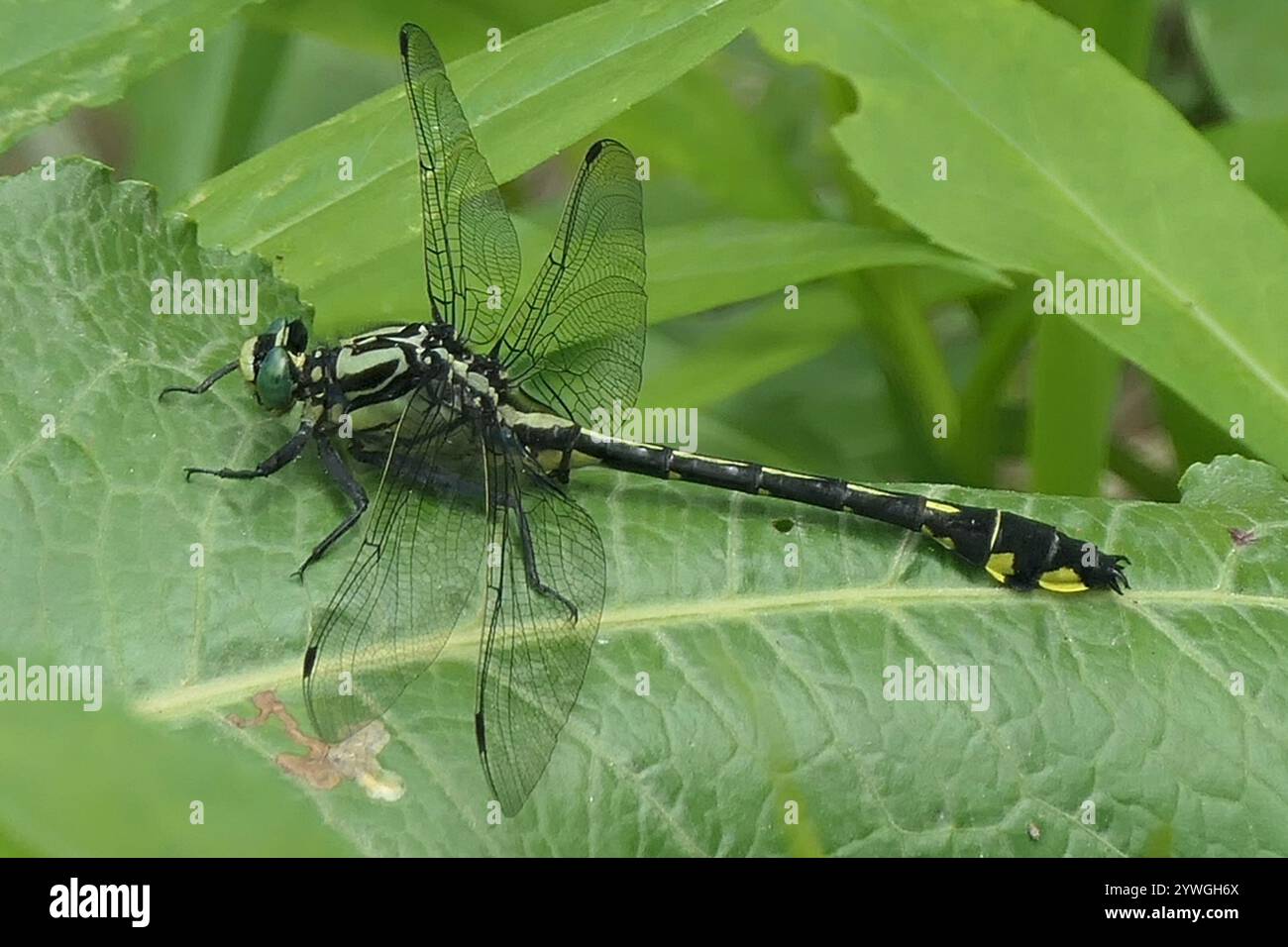 Splendid Clubtail (Gomphurus lineatifrons Stock Photo - Alamy