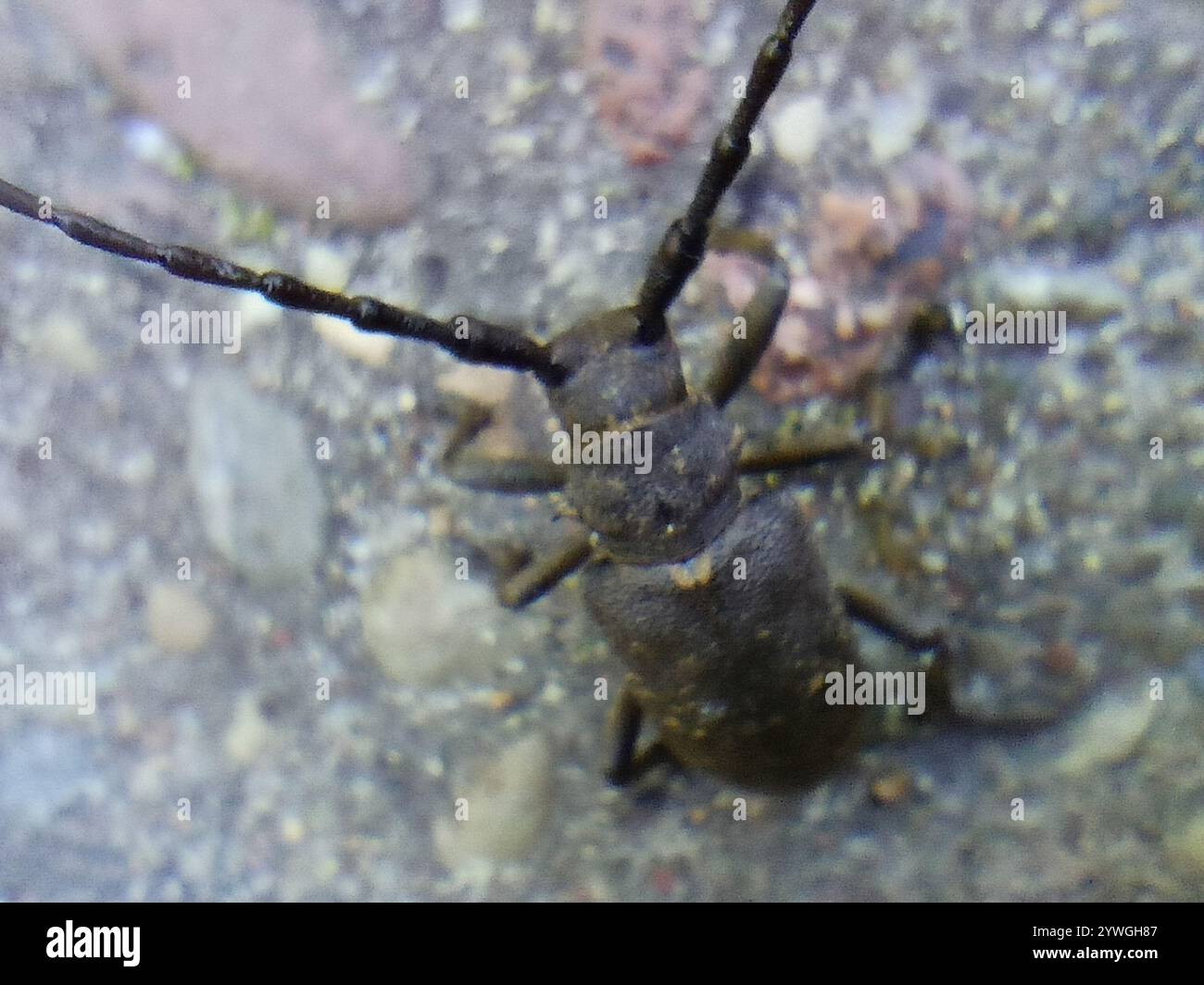 Weaver beetle (Lamia textor Stock Photo - Alamy