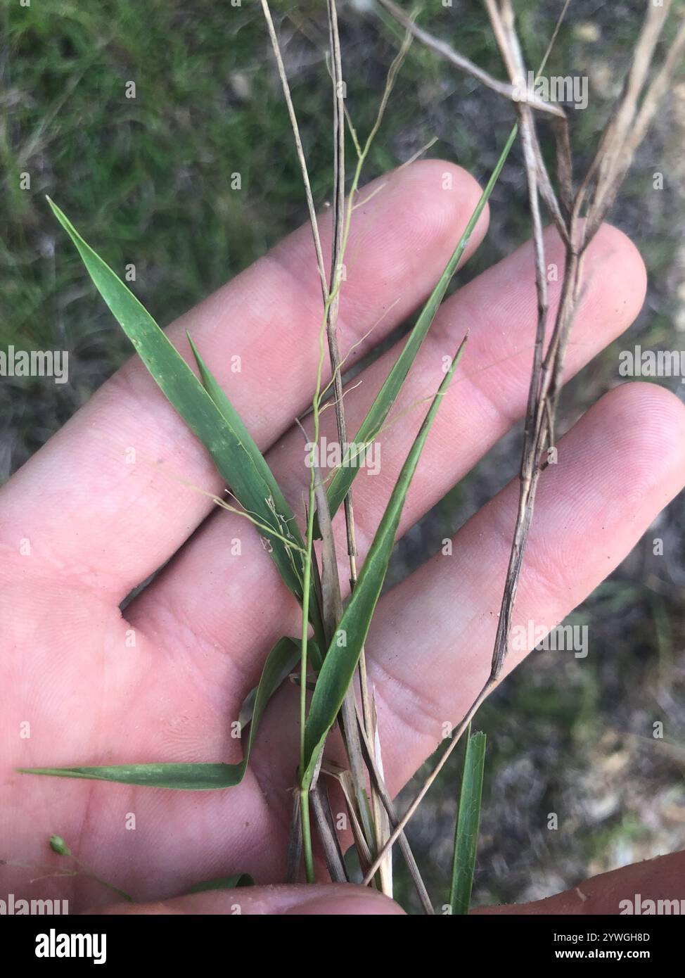 Scribner's Panicgrass (Dichanthelium scribnerianum Stock Photo - Alamy