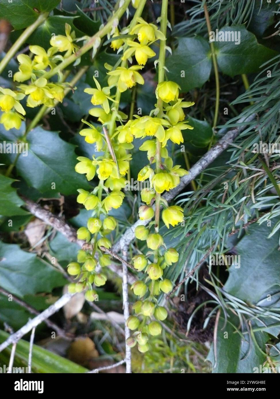 Cascade Oregon-grape (Berberis nervosa Stock Photo - Alamy