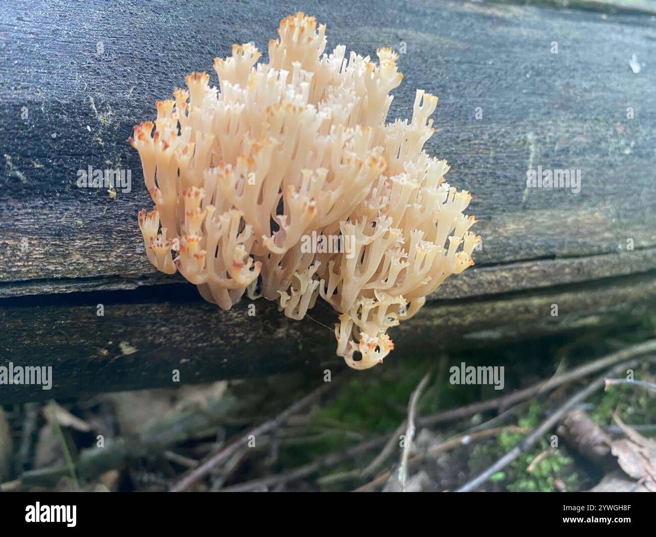 crown-tipped coral fungus (Artomyces pyxidatus Stock Photo - Alamy