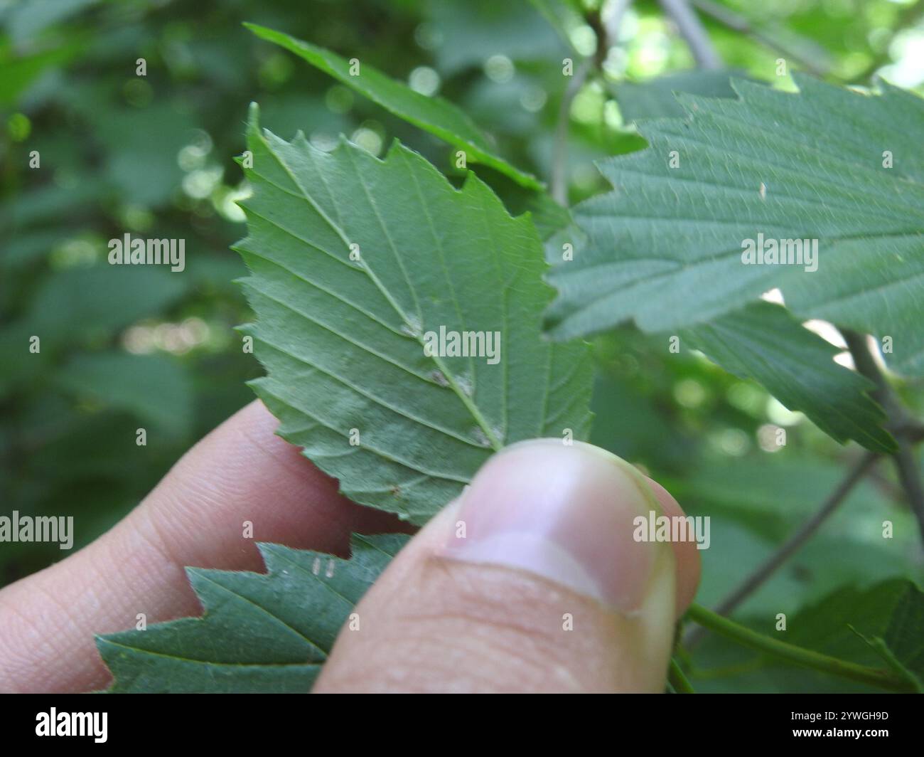 Gall and Rust Mites (Eriophyidae Stock Photo - Alamy