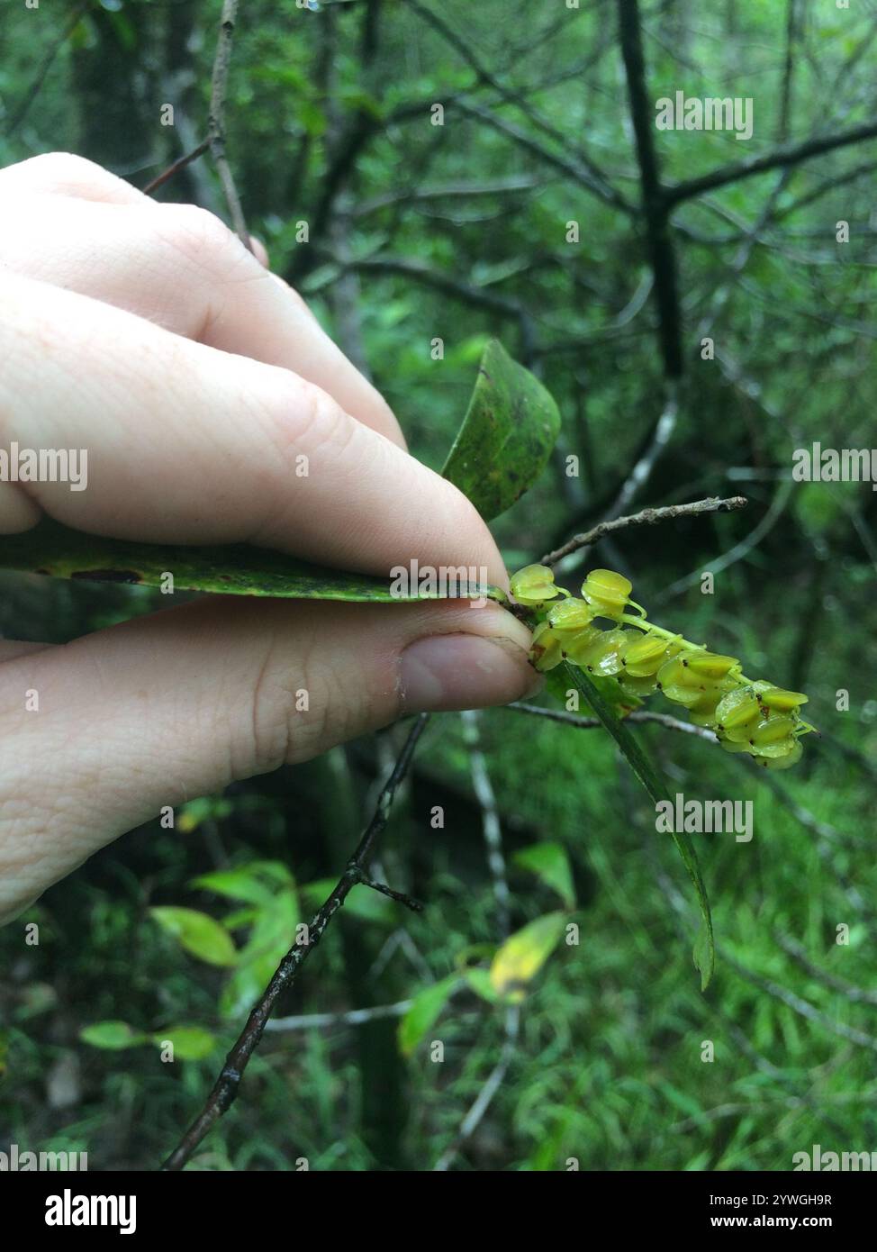 Buckwheat tree (Cliftonia monophylla Stock Photo - Alamy