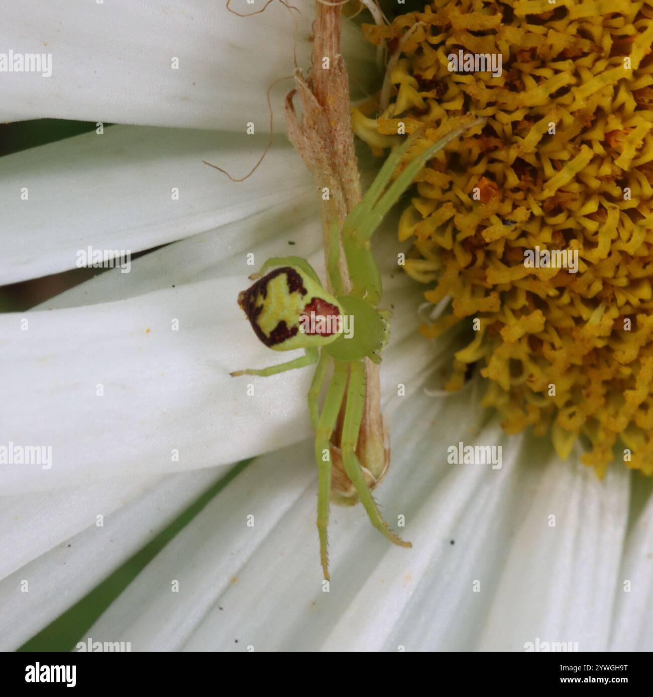 Triangle Crab Spider (Ebrechtella tricuspidata Stock Photo - Alamy