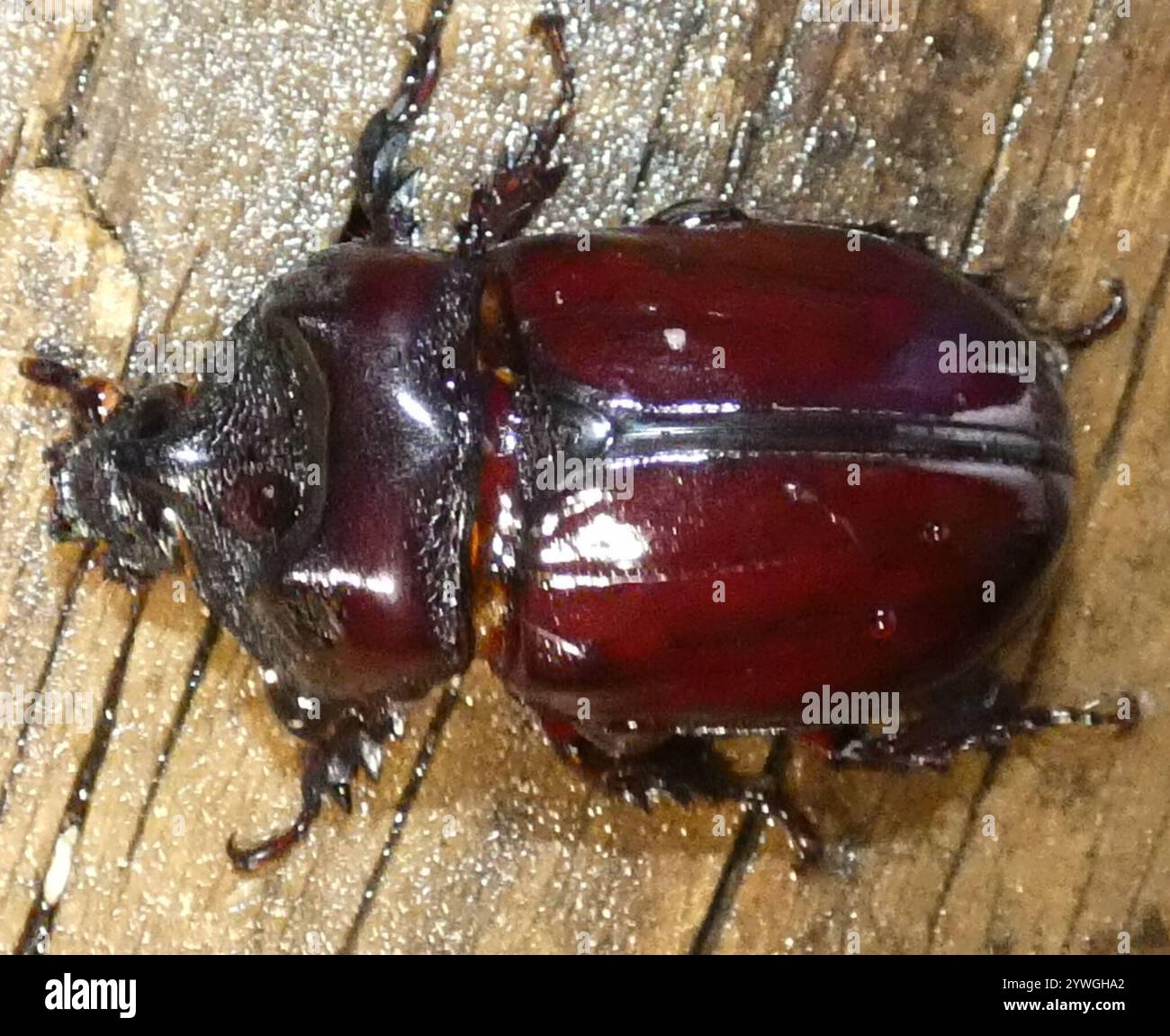 Aloeus Ox Beetle (Strategus aloeus Stock Photo - Alamy