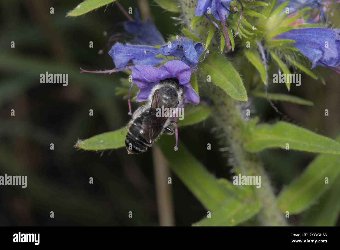 Small Mason Bees (Hoplitis Stock Photo - Alamy