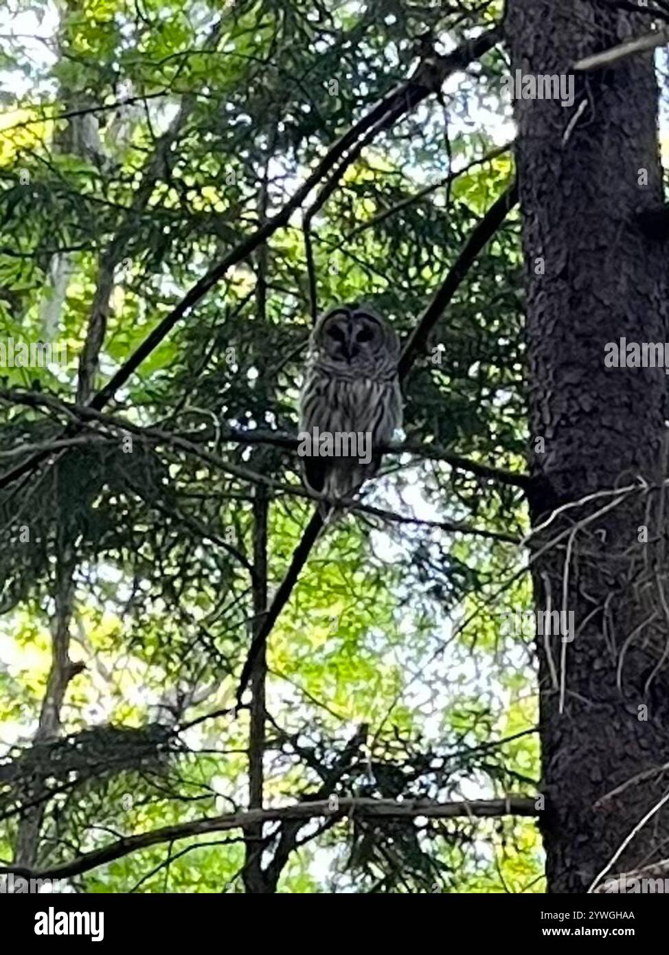 Barred Owl (Strix varia Stock Photo - Alamy