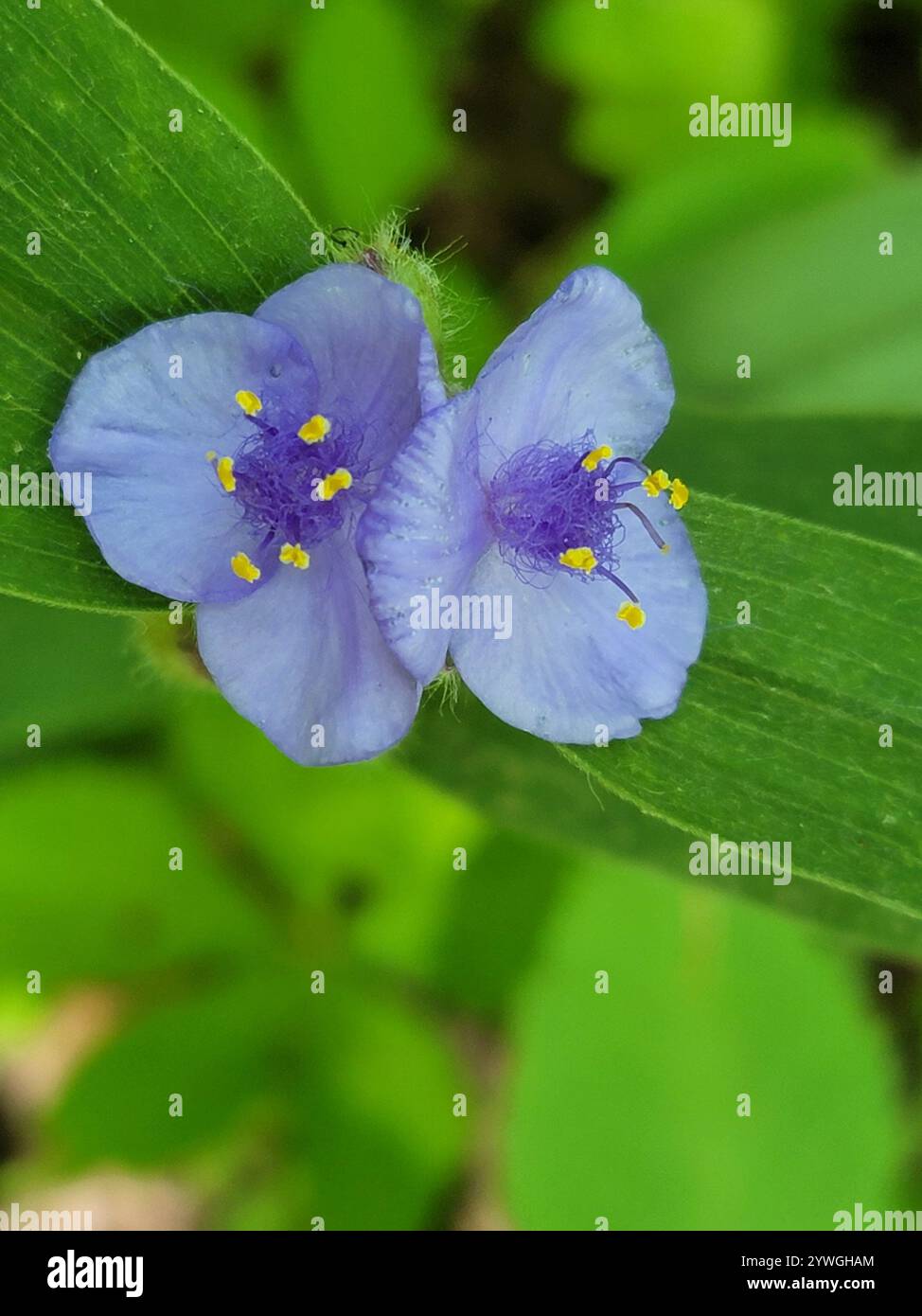 Zigzag Spiderwort (Tradescantia subaspera Stock Photo - Alamy