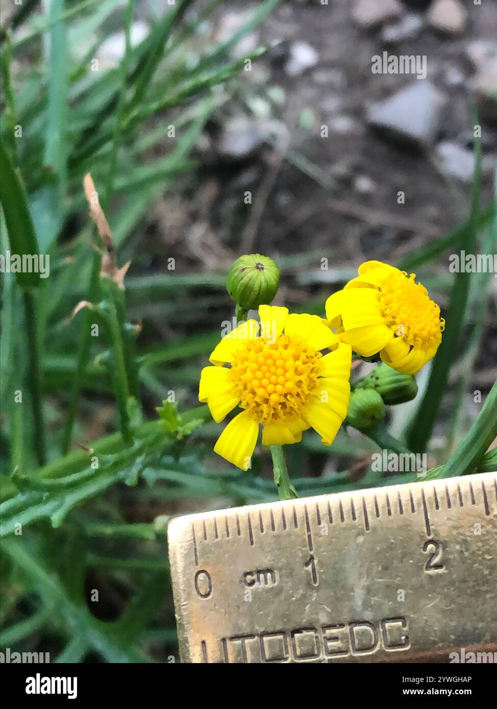 Oxford Ragwort (Senecio squalidus Stock Photo - Alamy
