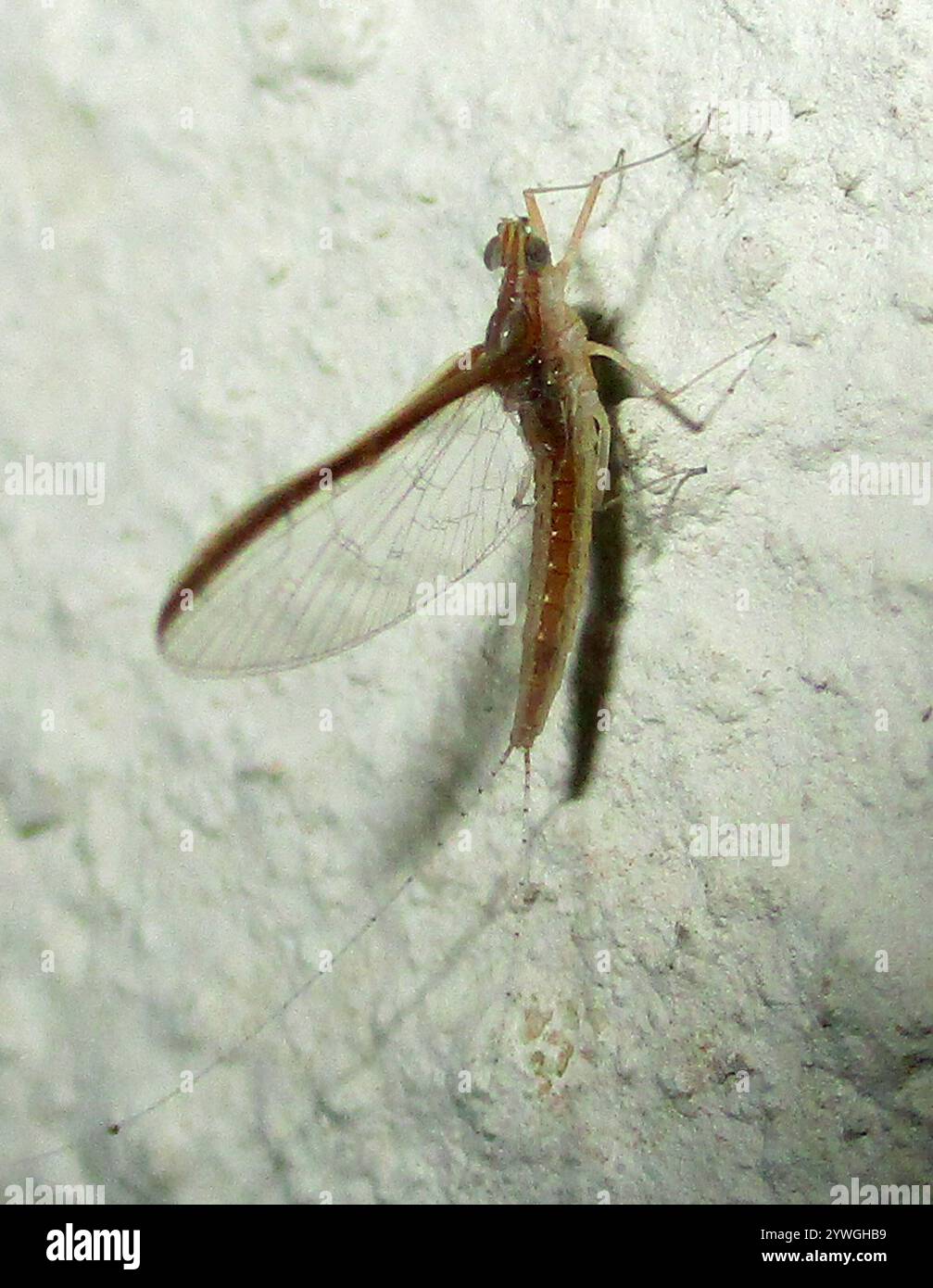 Small Mayflies (Baetidae Stock Photo - Alamy
