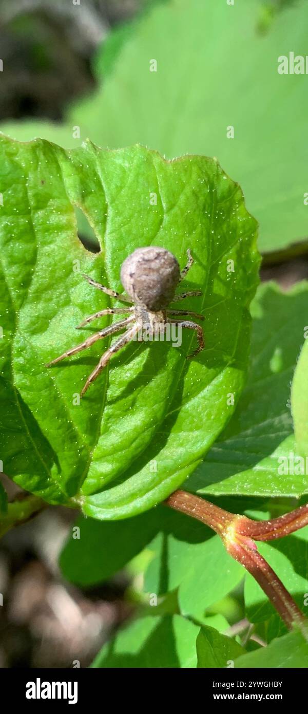 Crab Spiders (Thomisidae Stock Photo - Alamy