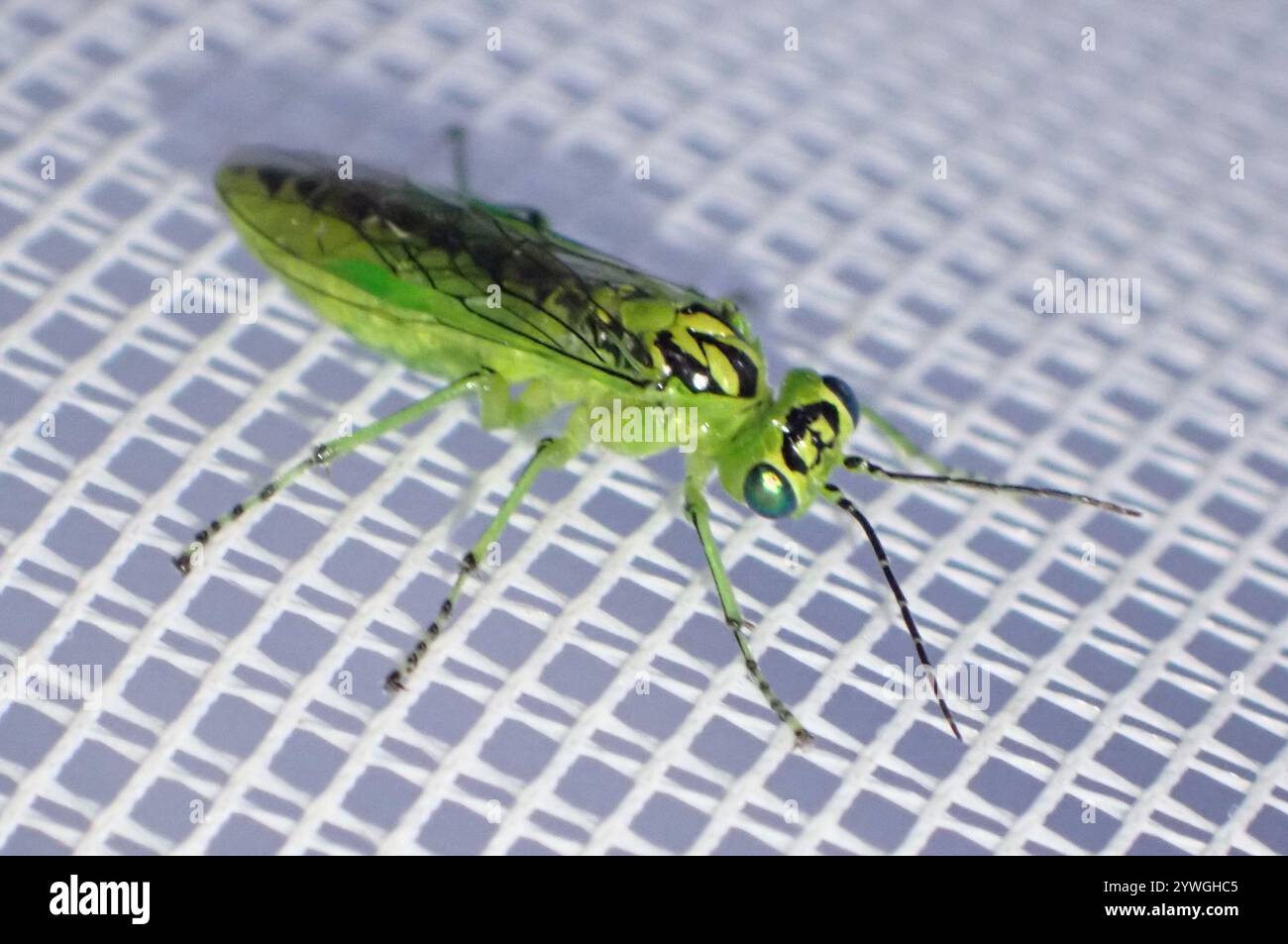 Narrow-striped Rhogogaster (Rhogogaster chlorosoma Stock Photo - Alamy