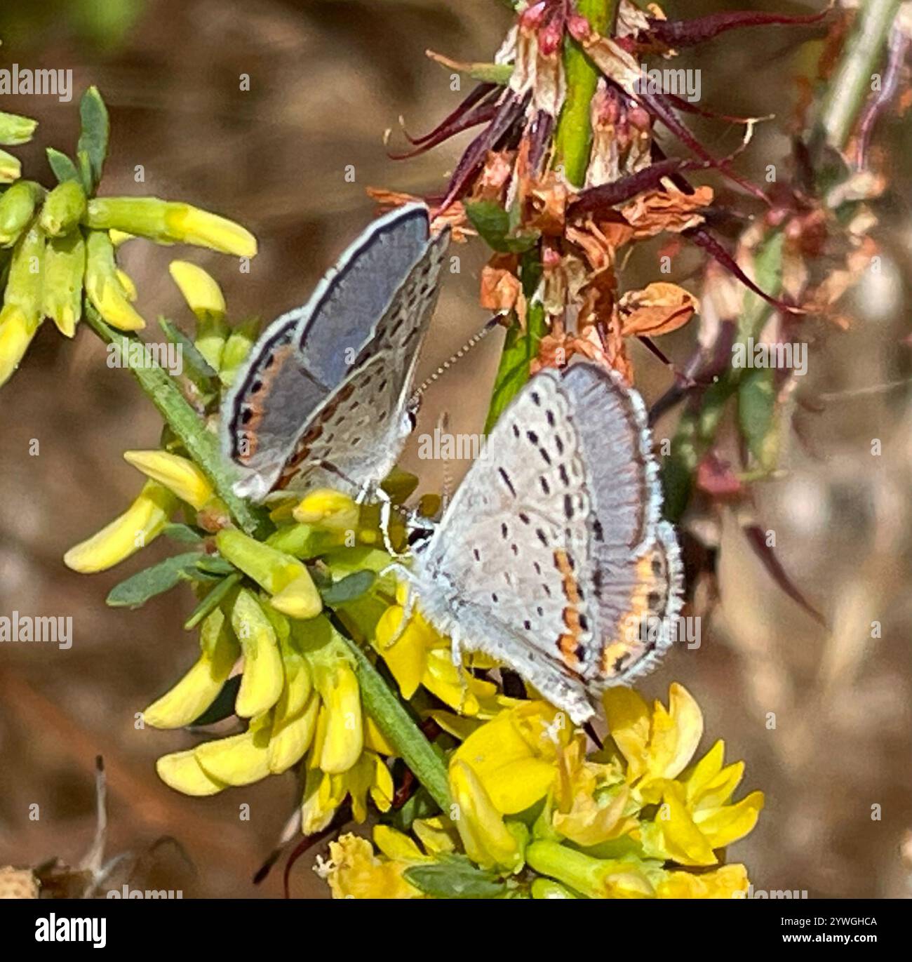 Acmon Blue (Icaricia acmon Stock Photo - Alamy