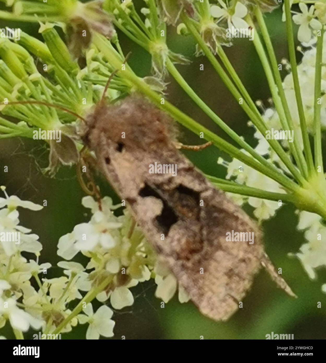 Hebrew Character (Orthosia gothica Stock Photo - Alamy