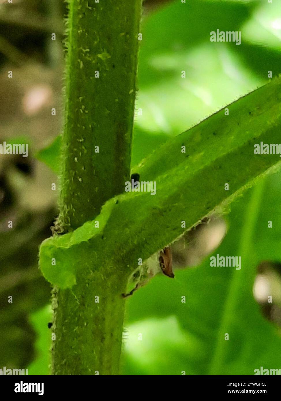 tall blue lettuce (Lactuca biennis Stock Photo - Alamy
