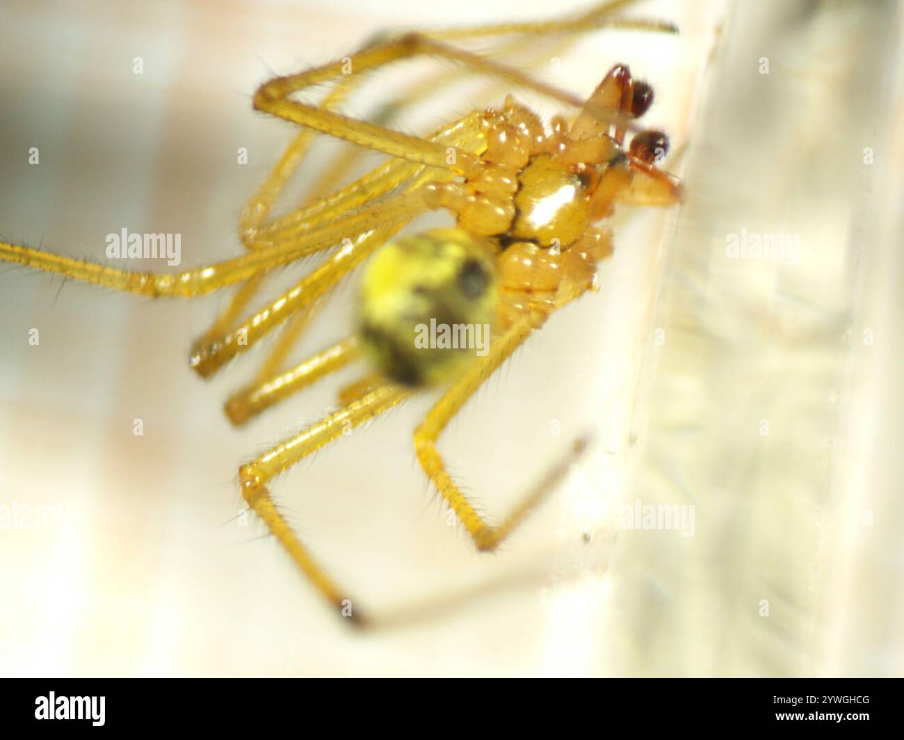Candy-striped Spider complex (Enoplognatha ovata Stock Photo - Alamy
