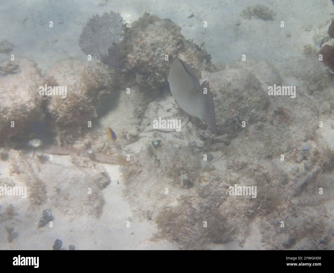 Gray Snapper (Lutjanus griseus Stock Photo - Alamy