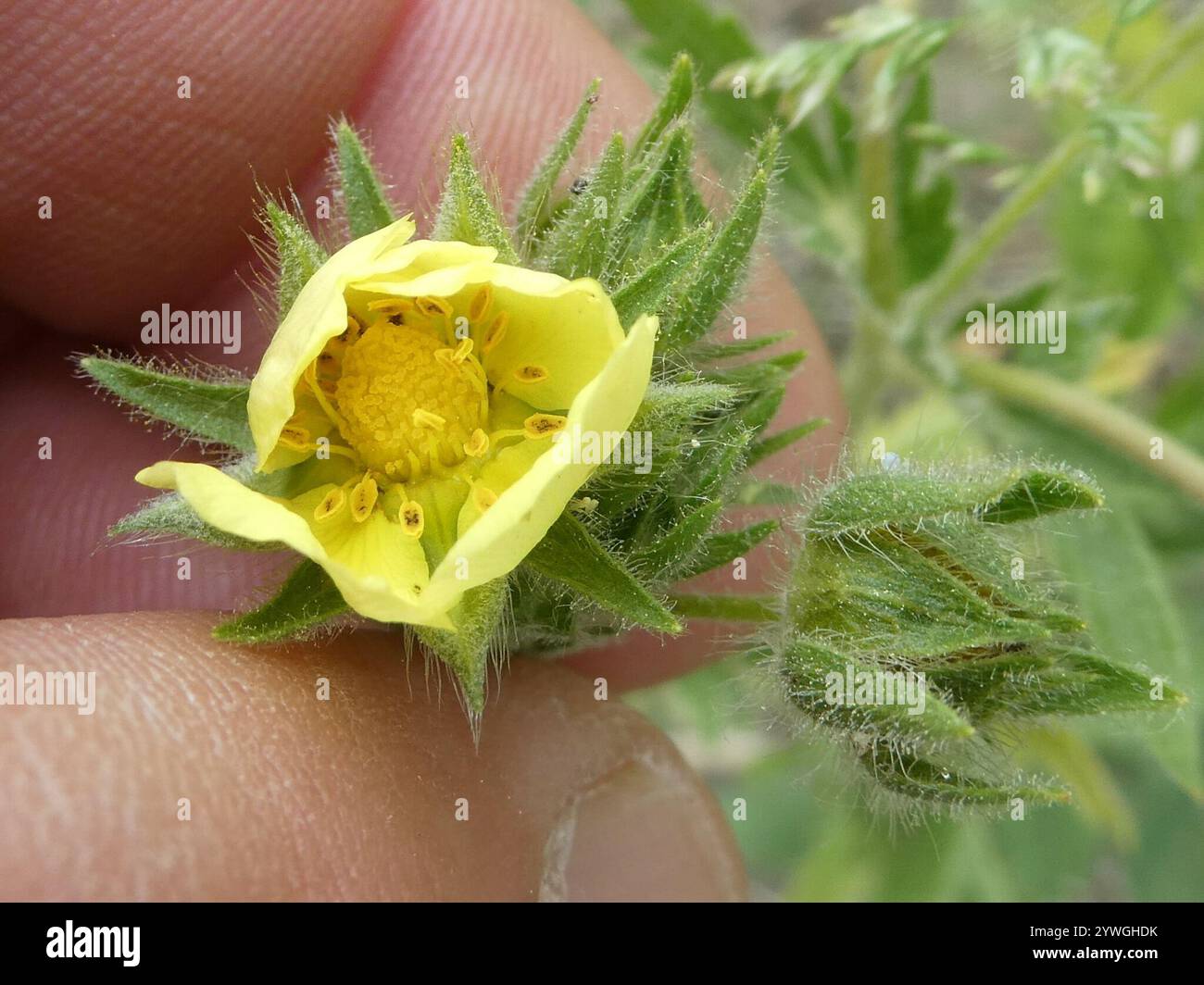 sulphur cinquefoil (Potentilla recta Stock Photo - Alamy