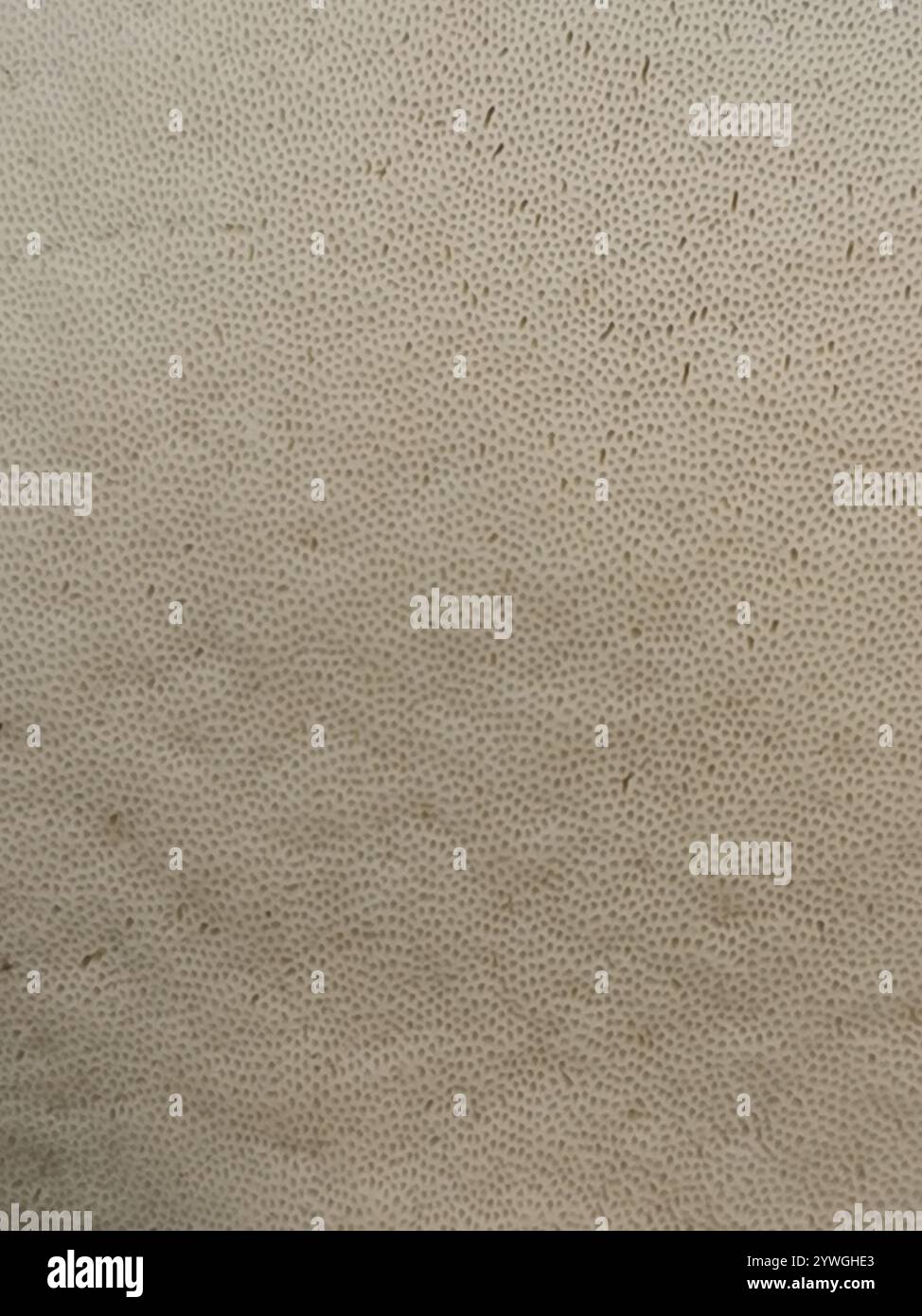 Fringed polypore (Lentinus substrictus Stock Photo - Alamy