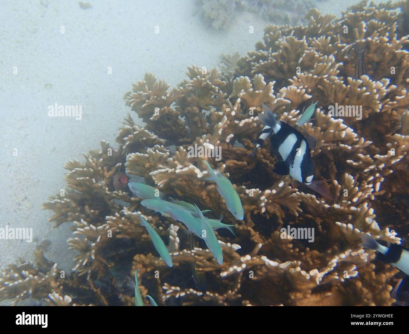 Indian ocean humbug hi-res stock photography and images - Alamy