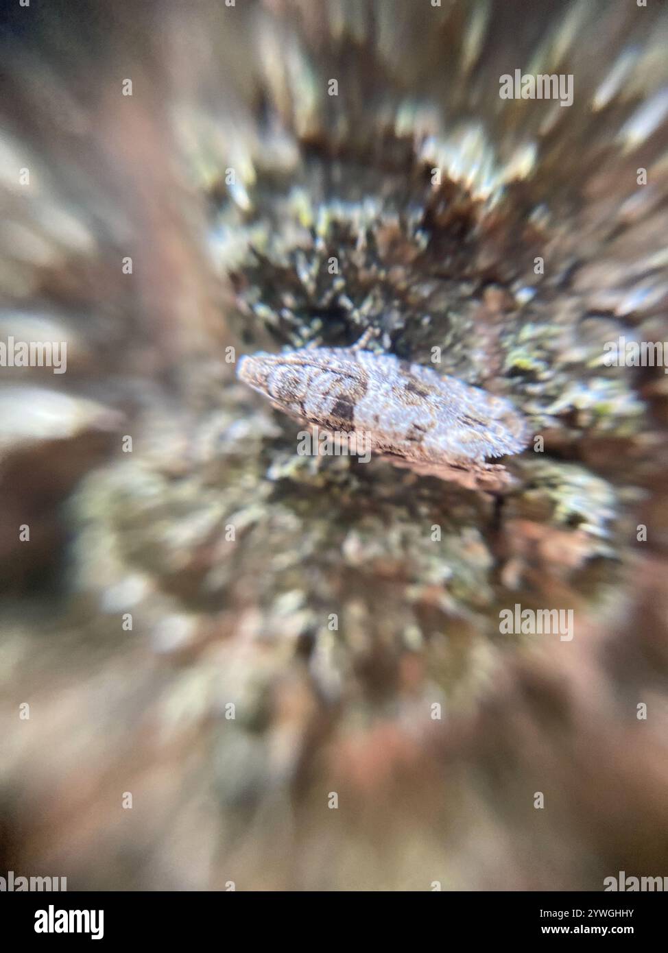 Tortricid Leafroller Moths (Tortricidae Stock Photo - Alamy