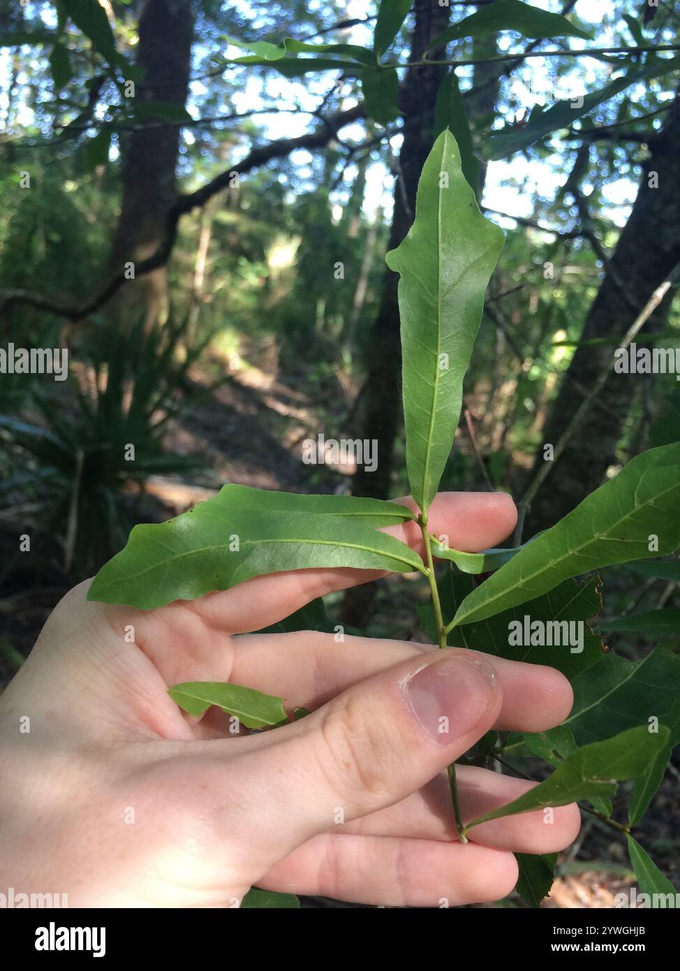 swamp laurel oak (Quercus laurifolia Stock Photo - Alamy