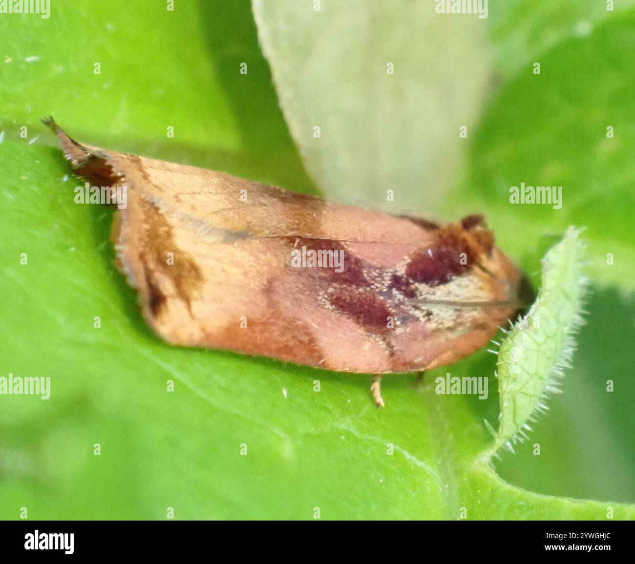 Archips podana hi-res stock photography and images - Alamy