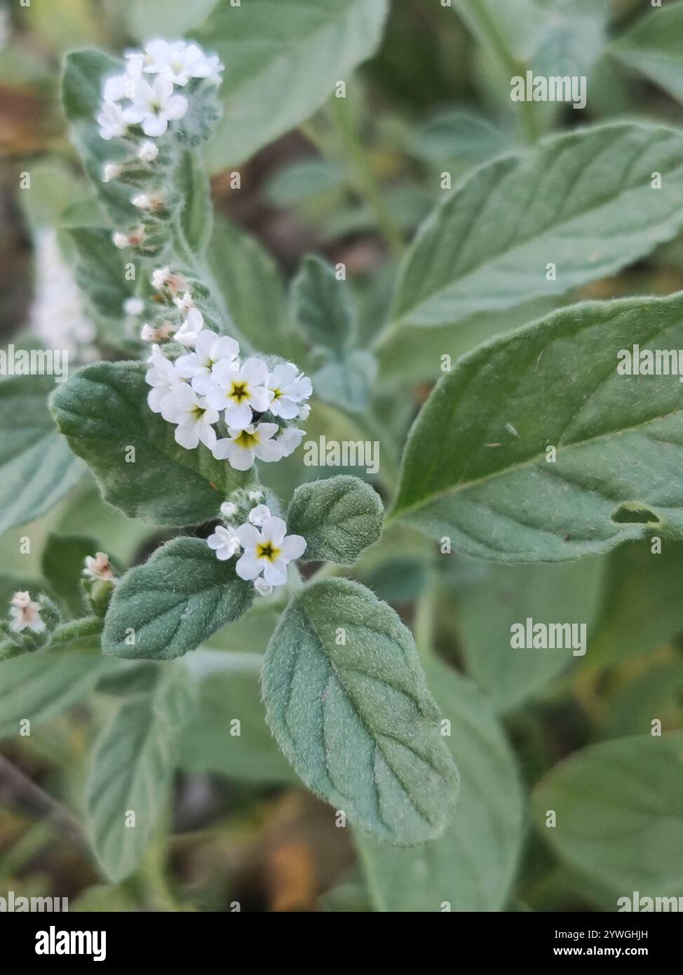 Heliotropium europaeum hi-res stock photography and images - Alamy