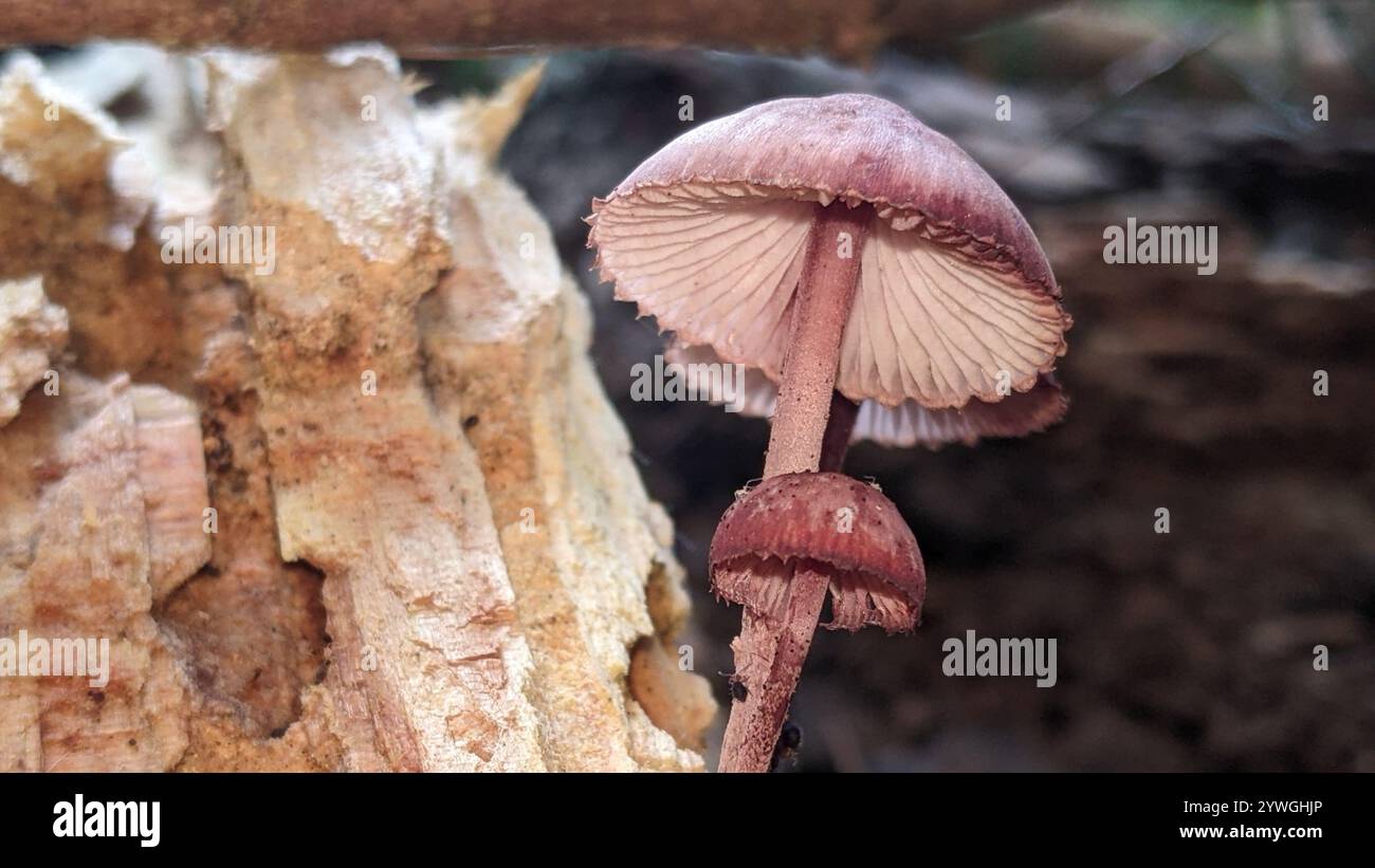 Bleeding Fairy Helmet (Mycena haematopus Stock Photo - Alamy
