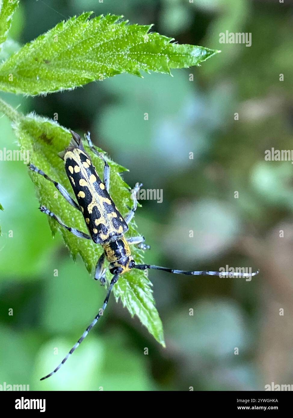Ladder-marked Longhorn Beetle (Saperda scalaris Stock Photo - Alamy