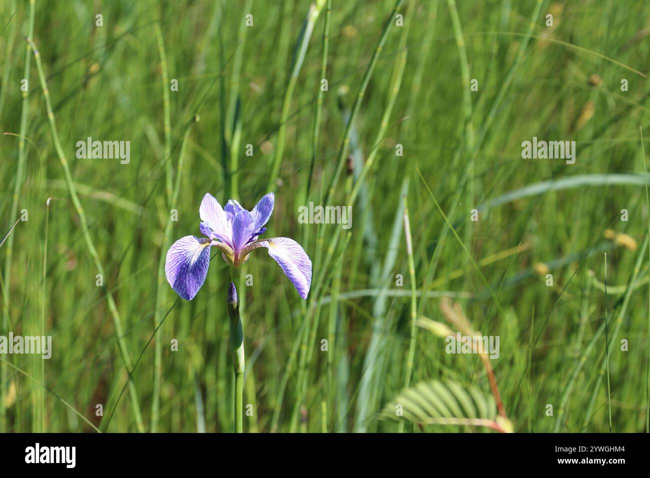 northern blue flag (Iris versicolor Stock Photo - Alamy