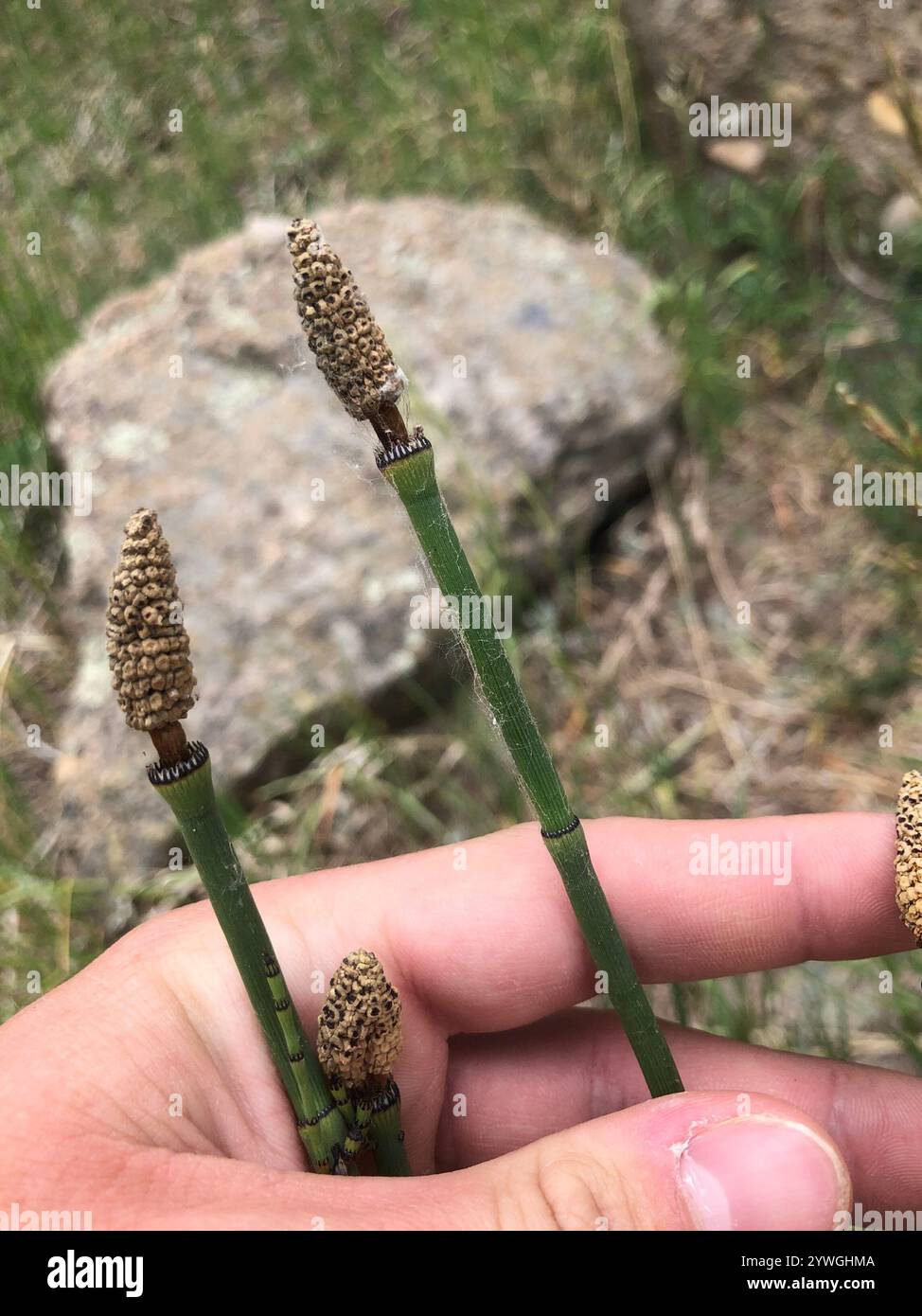 smooth horsetail (Equisetum laevigatum Stock Photo - Alamy