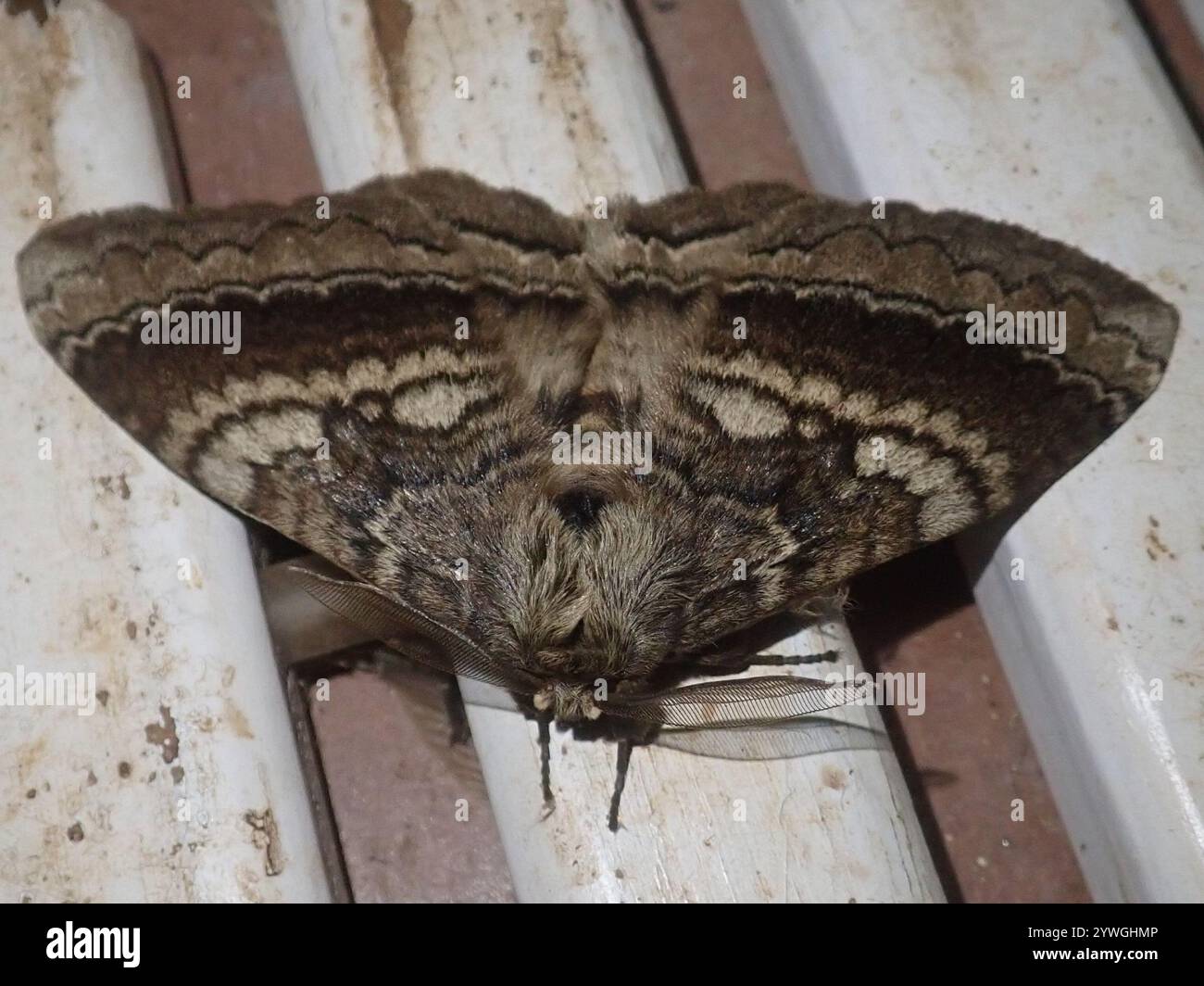 Edible Monkey (Striphnopteryx edulis Stock Photo - Alamy