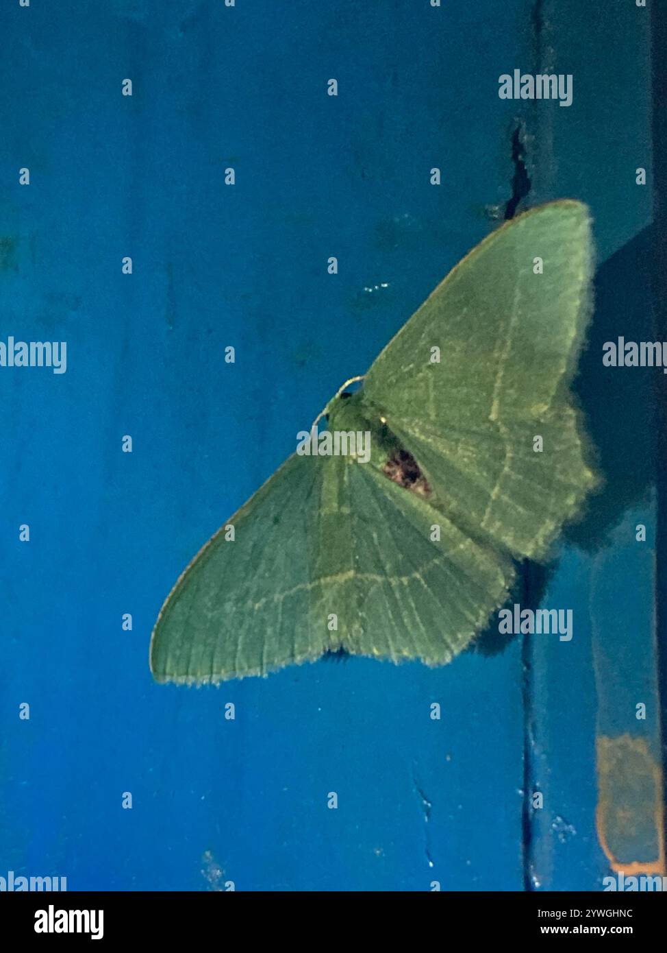 Emerald Moths (Geometrinae Stock Photo - Alamy
