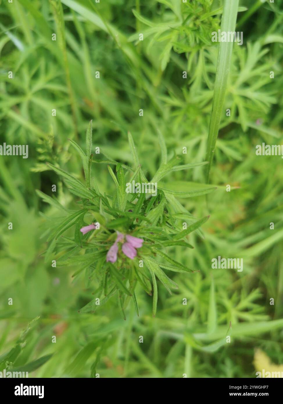 Cut-leaved crane's-bill (Geranium dissectum Stock Photo - Alamy