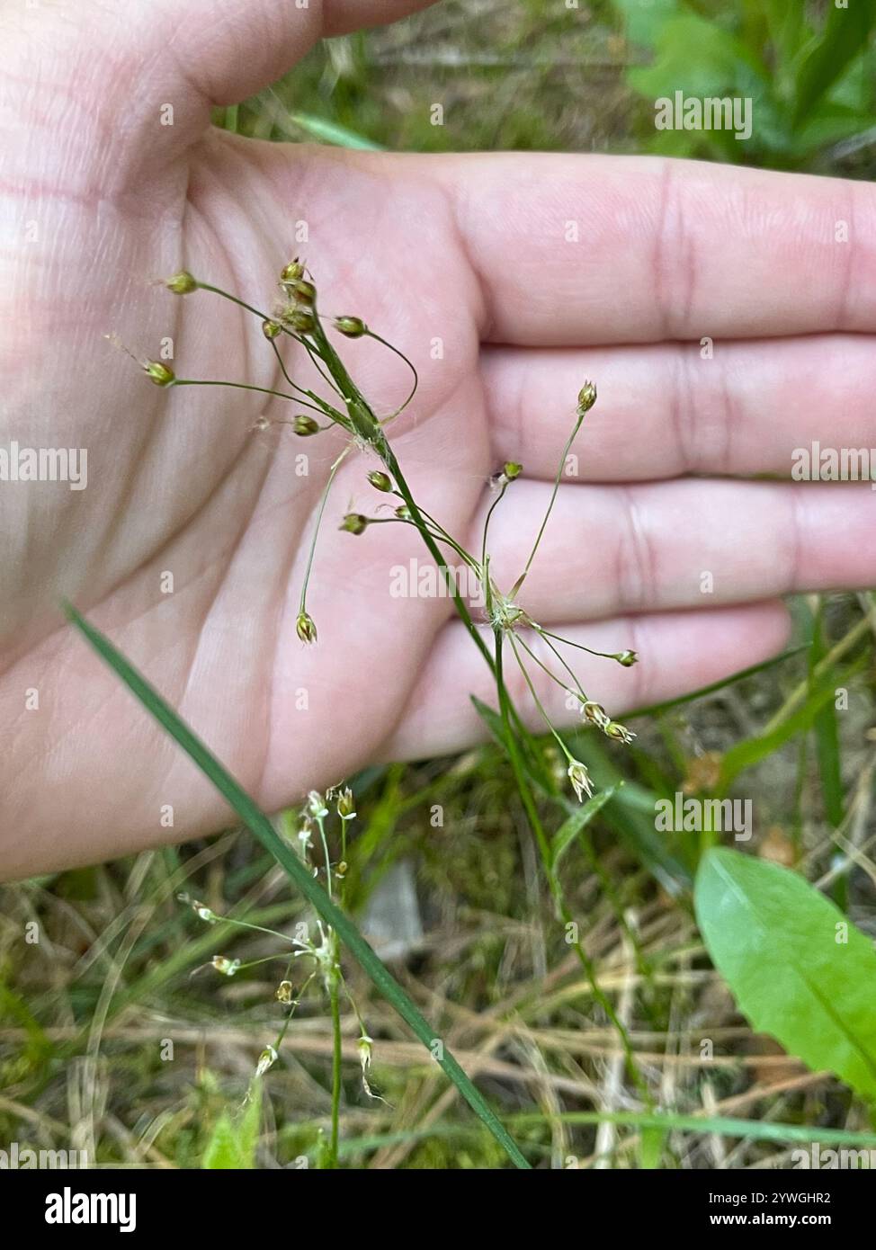 common hairy woodrush (Luzula acuminata acuminata Stock Photo - Alamy
