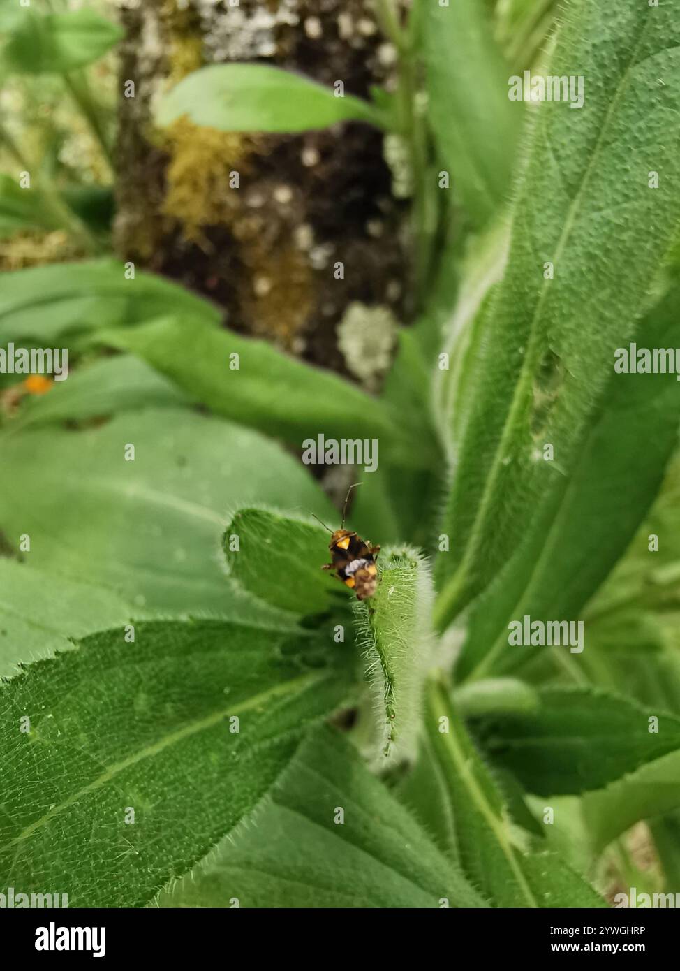 Three Spotted Nettle Bug (Liocoris tripustulatus Stock Photo - Alamy