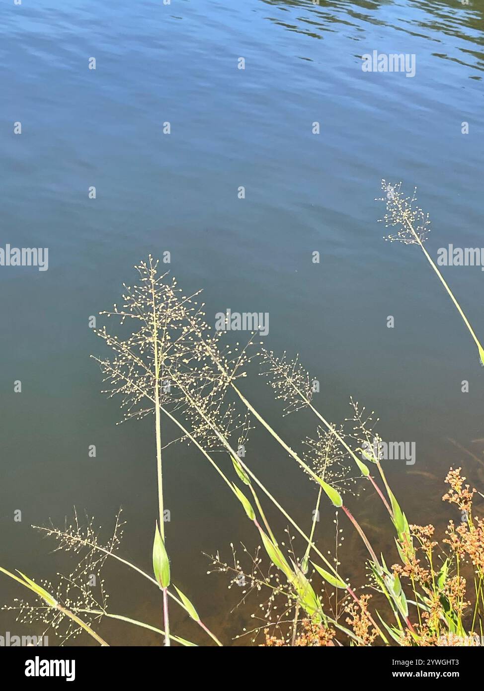 Panicum scoparium hi-res stock photography and images - Alamy