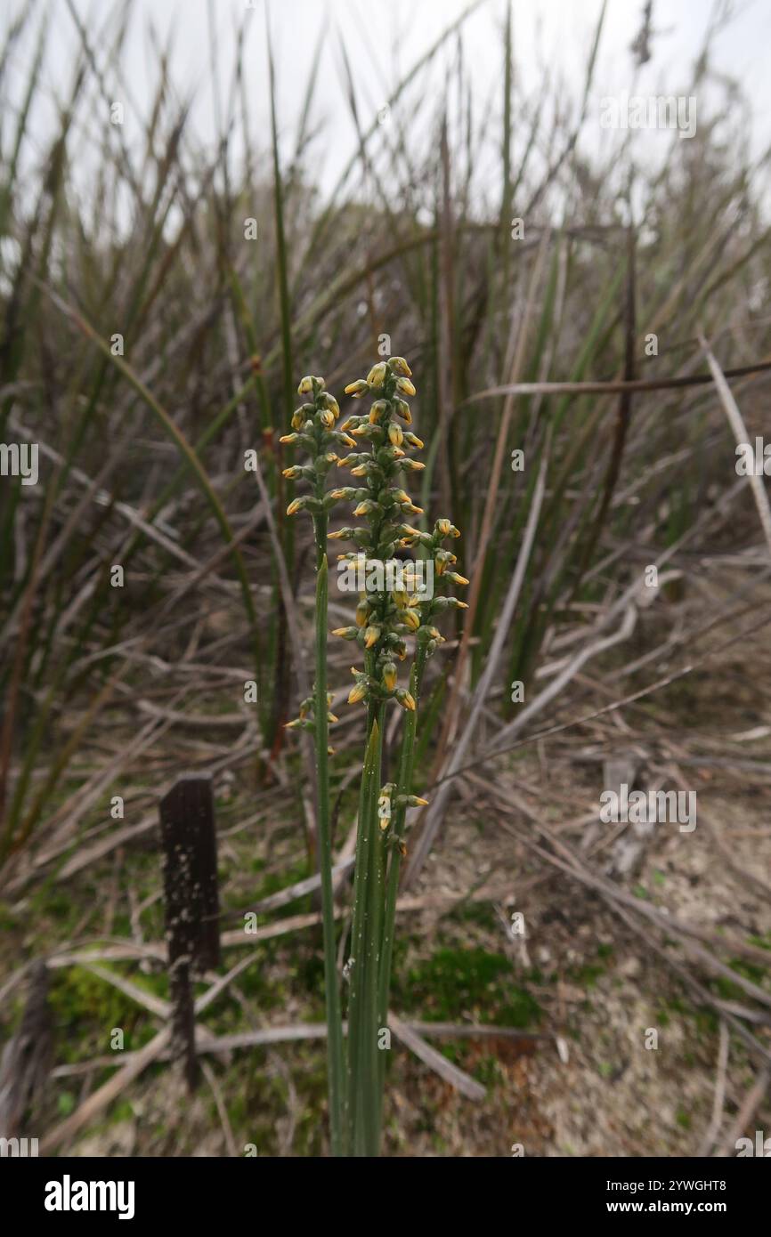 Midge Orchids (Genoplesium Stock Photo - Alamy