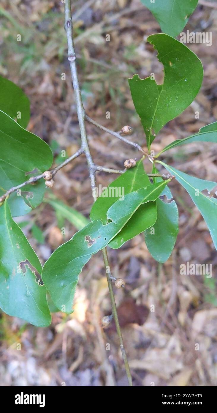 water oak (Quercus nigra Stock Photo - Alamy
