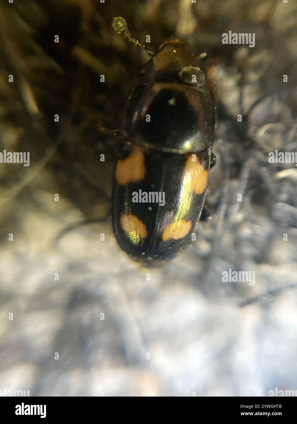 Four-spotted Sap Beetle (Glischrochilus quadrisignatus Stock Photo - Alamy