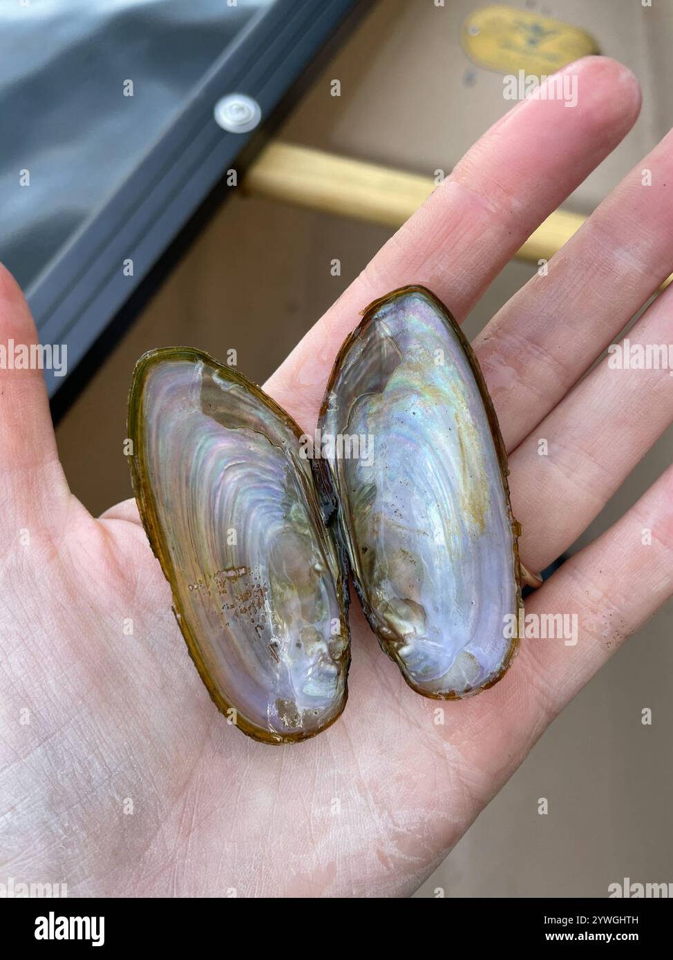 Elliptio complanata hi-res stock photography and images - Alamy