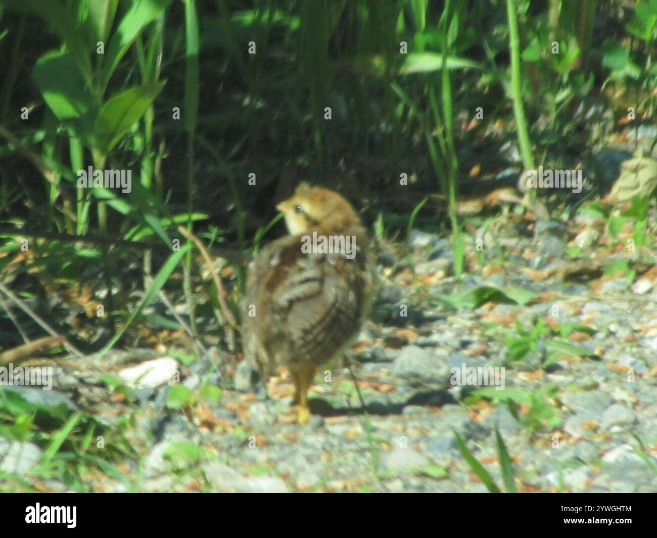 Eastern Ruffed Grouse (Bonasa umbellus umbellus Stock Photo - Alamy